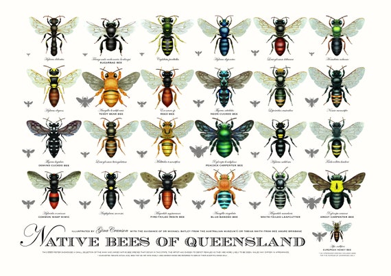Native Bees of Queensland Poster third Edition | Etsy Australia