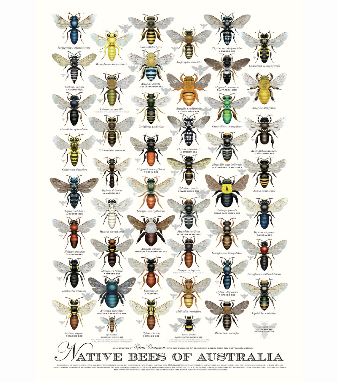 SPECIAL DEAL: A1 Size Native Bees of Australia Poster - Etsy
