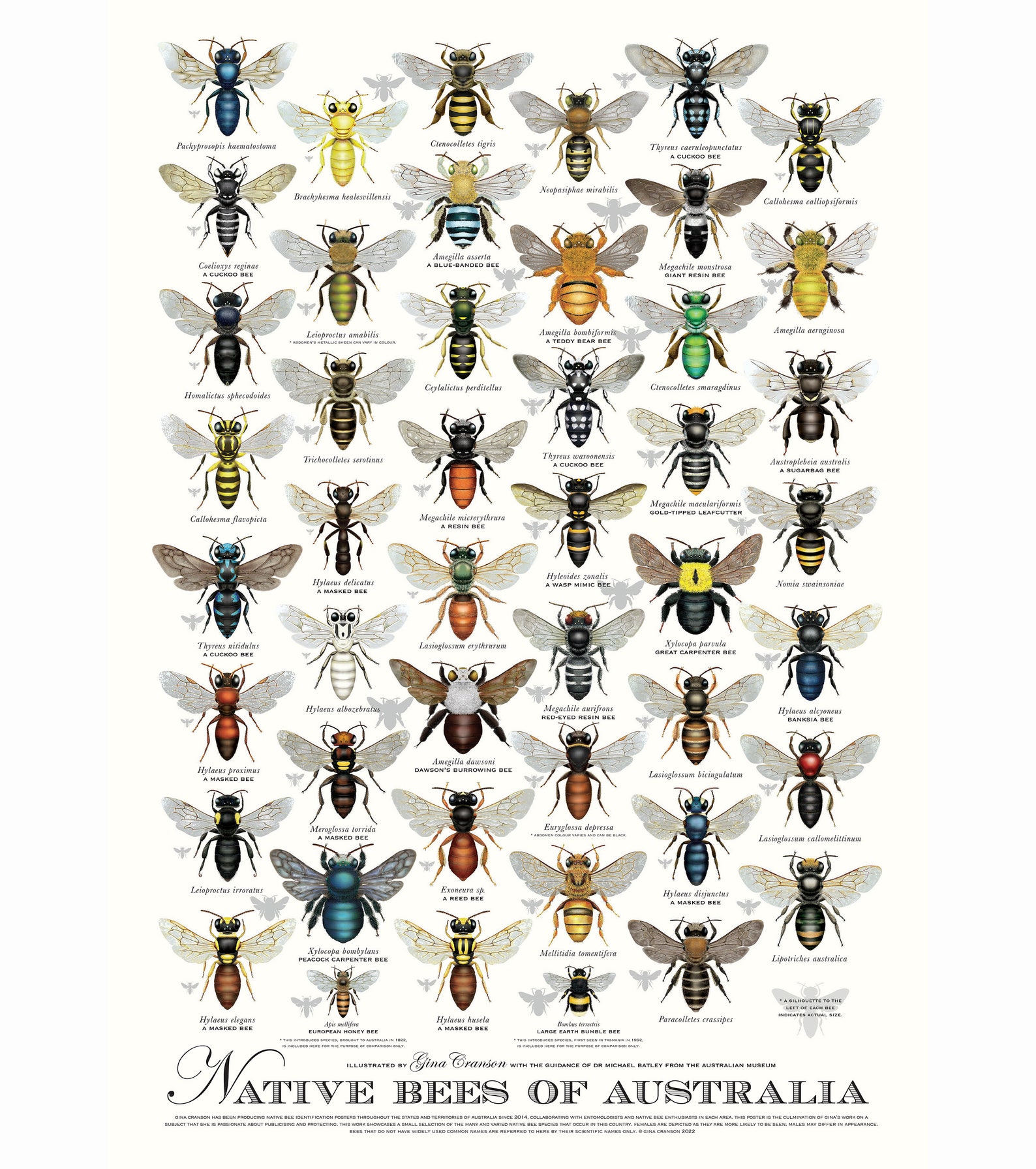 SPECIAL DEAL: A1 Size Native Bees of Australia Poster - Etsy