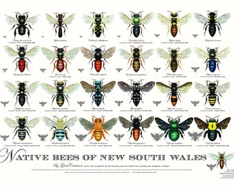Native Bees of Queensland Poster third Edition - Etsy Australia