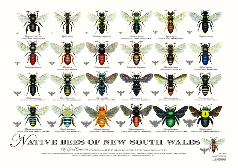 Native Bees of NSW Poster (4th Edition) - Etsy Australia
