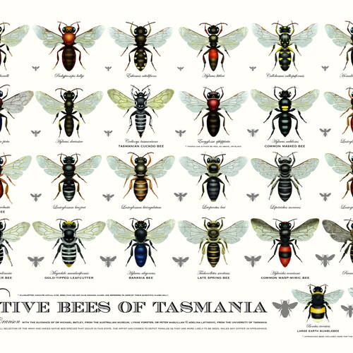 Native Bees of Tasmania Poster | Etsy Australia