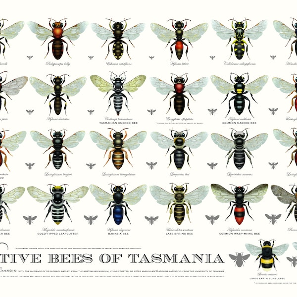 GinaCransonArtworks - Etsy Australia