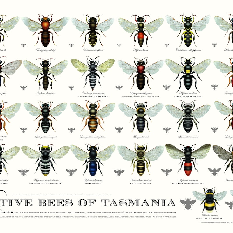 GinaCransonArtworks - Etsy Australia