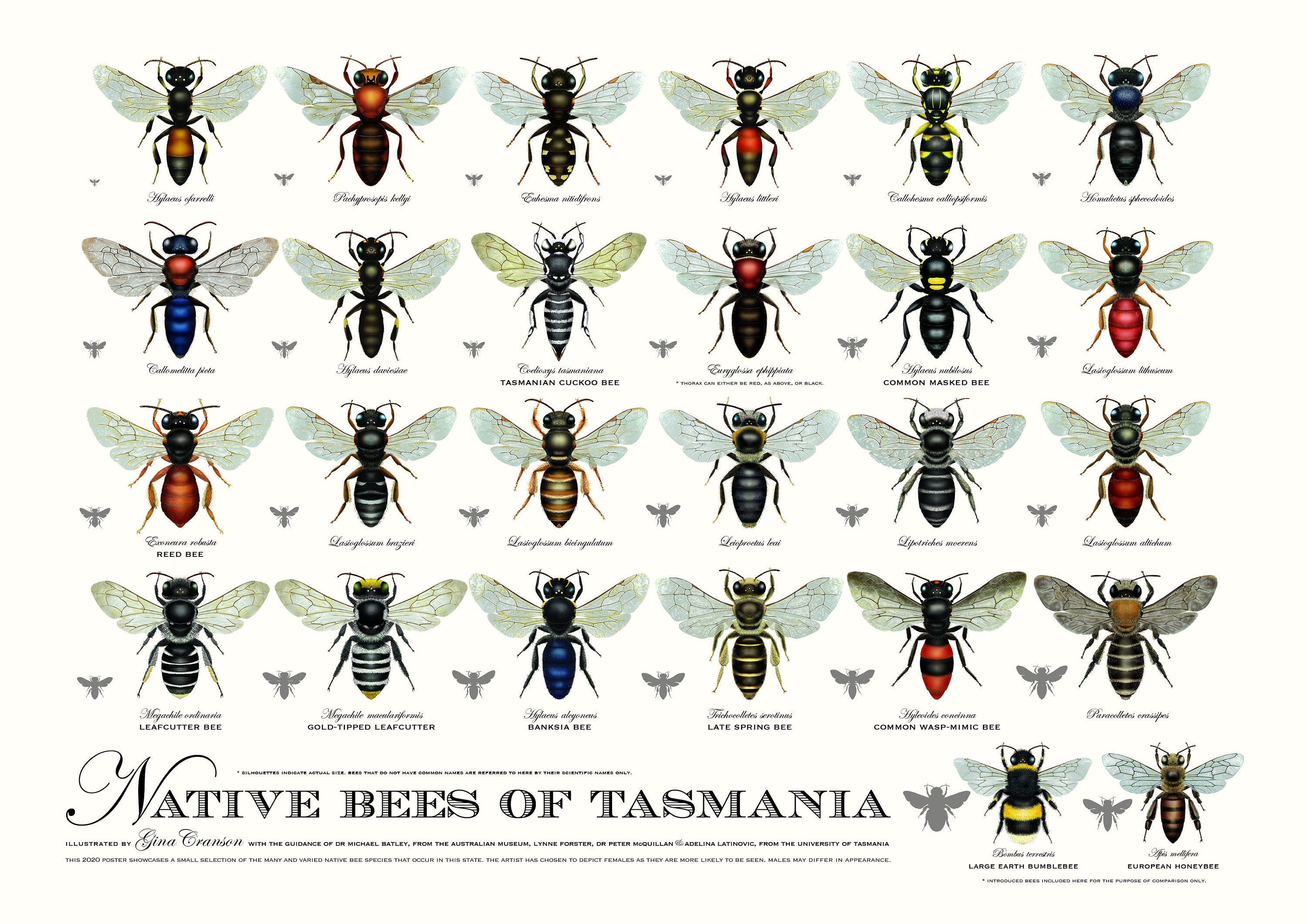 Native Bees of Tasmania Poster | Etsy