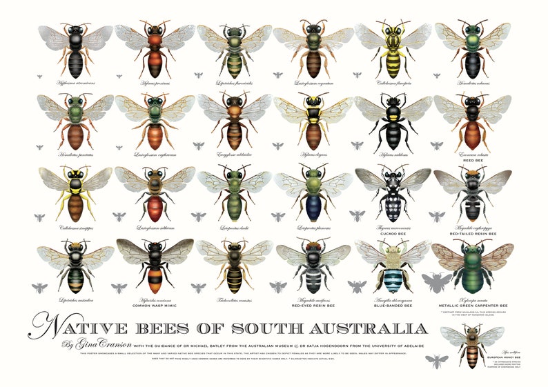 Native Bees of South Australia Poster - Etsy Australia