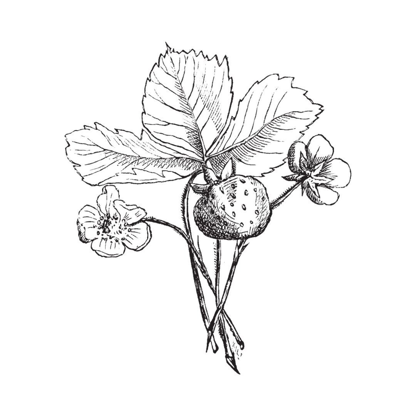 12 Strawberry strawberry Svg Dxf Jpg Png Eps Cut File - Etsy