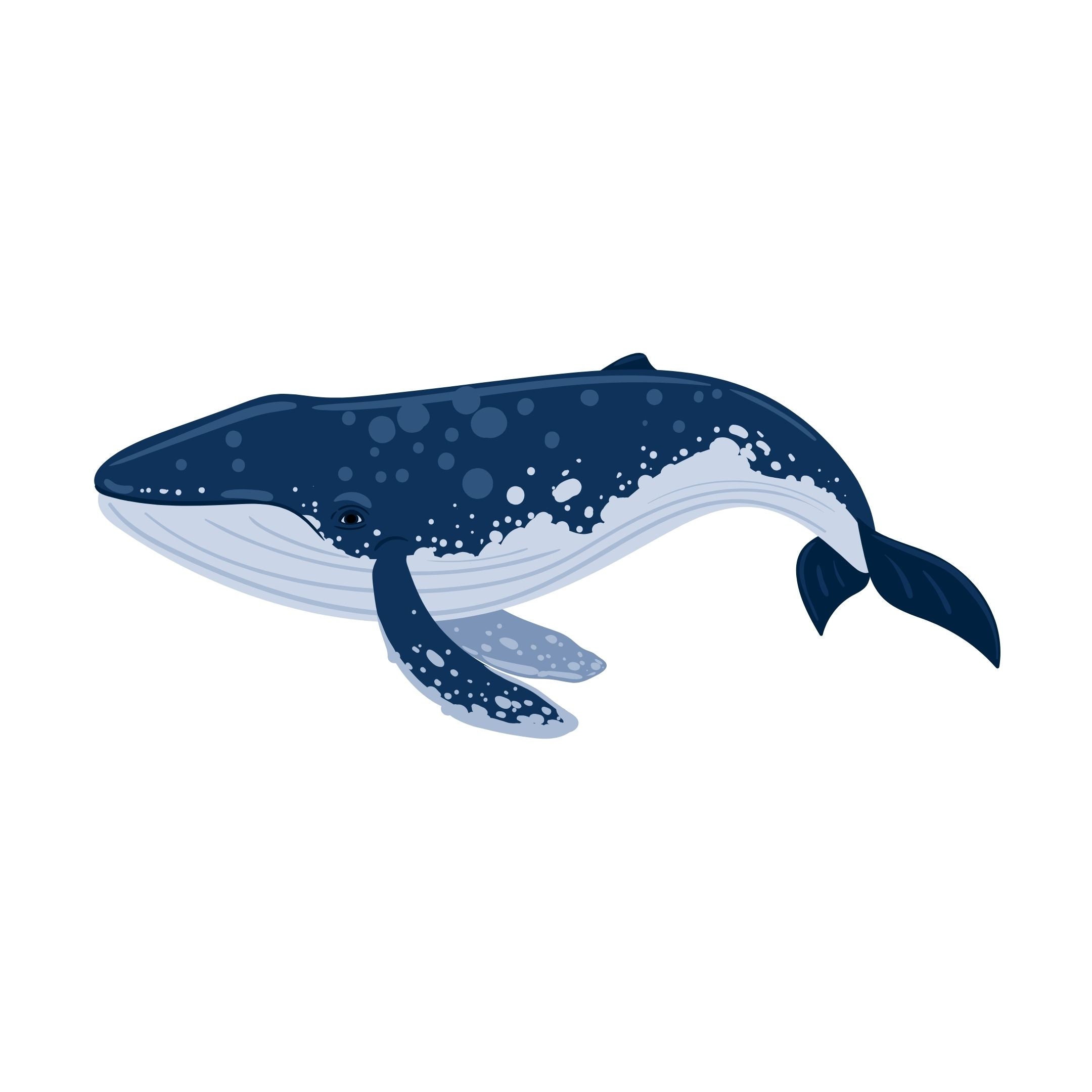 Whale,whale ,svg,hugsmpback Whale SVG, SVG, Whale Svg File, Humpback ...
