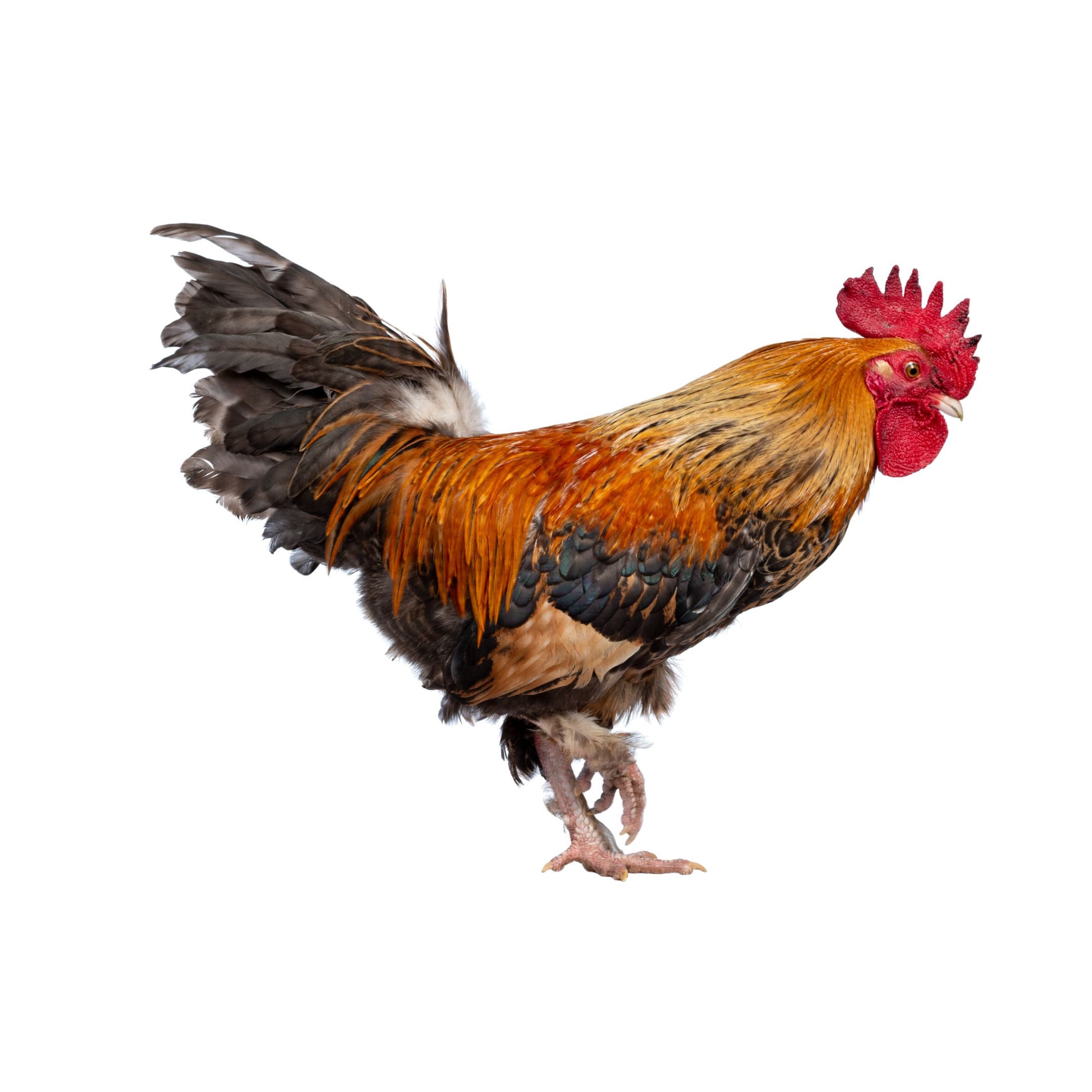 4 Rooster 2160 Px I Digital Download Vintage Clipart - Etsy