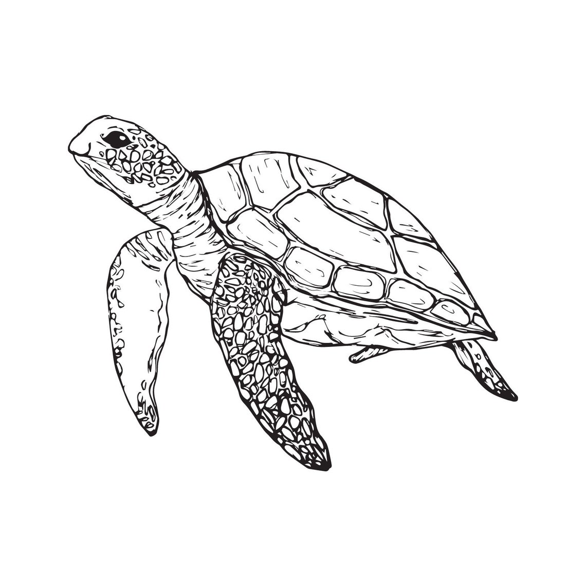 12 File TURTLE SVG Sea Turtle Marine Turtle Tropical Tortoise - Etsy