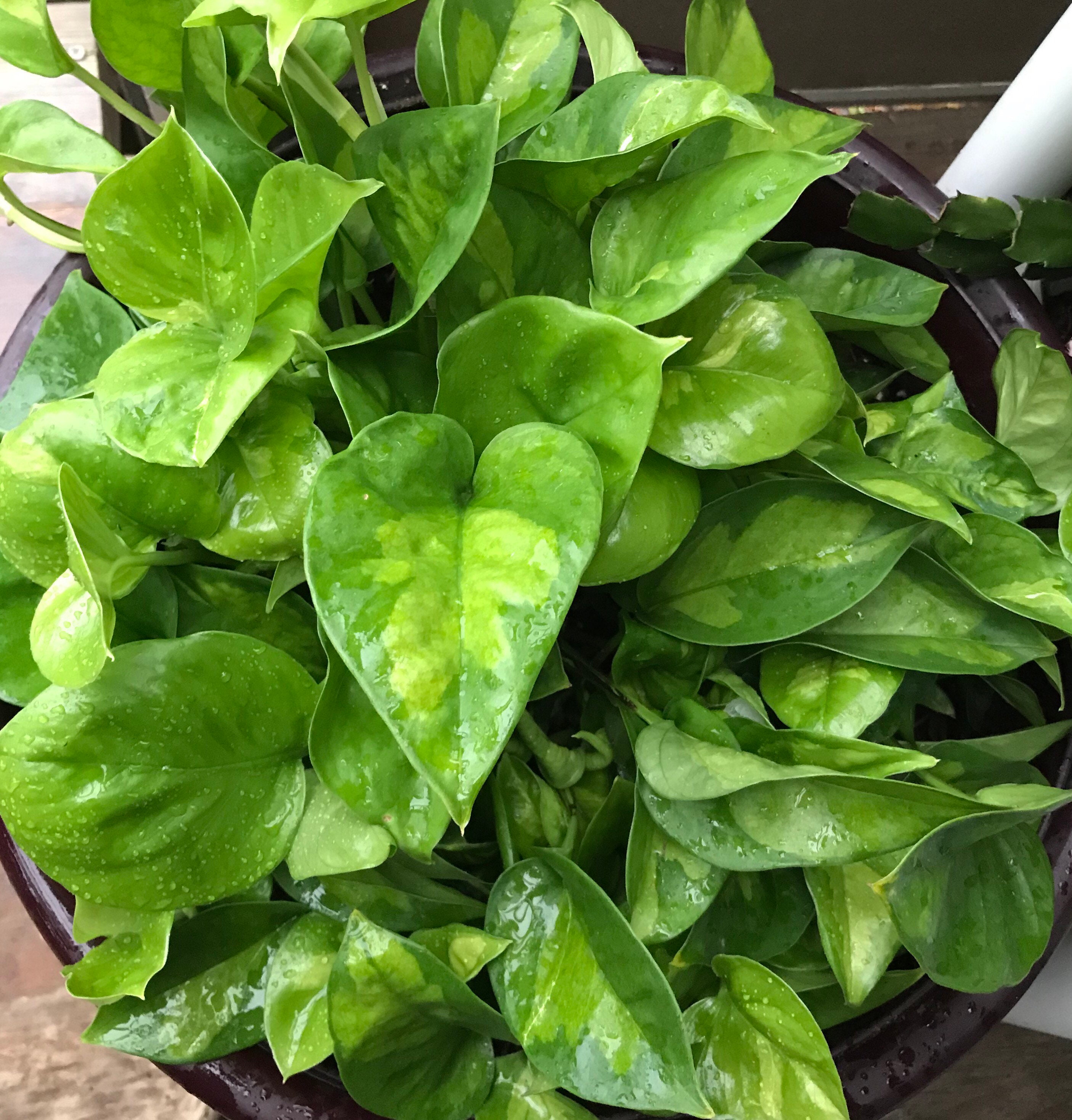 Global green Pothos | Etsy