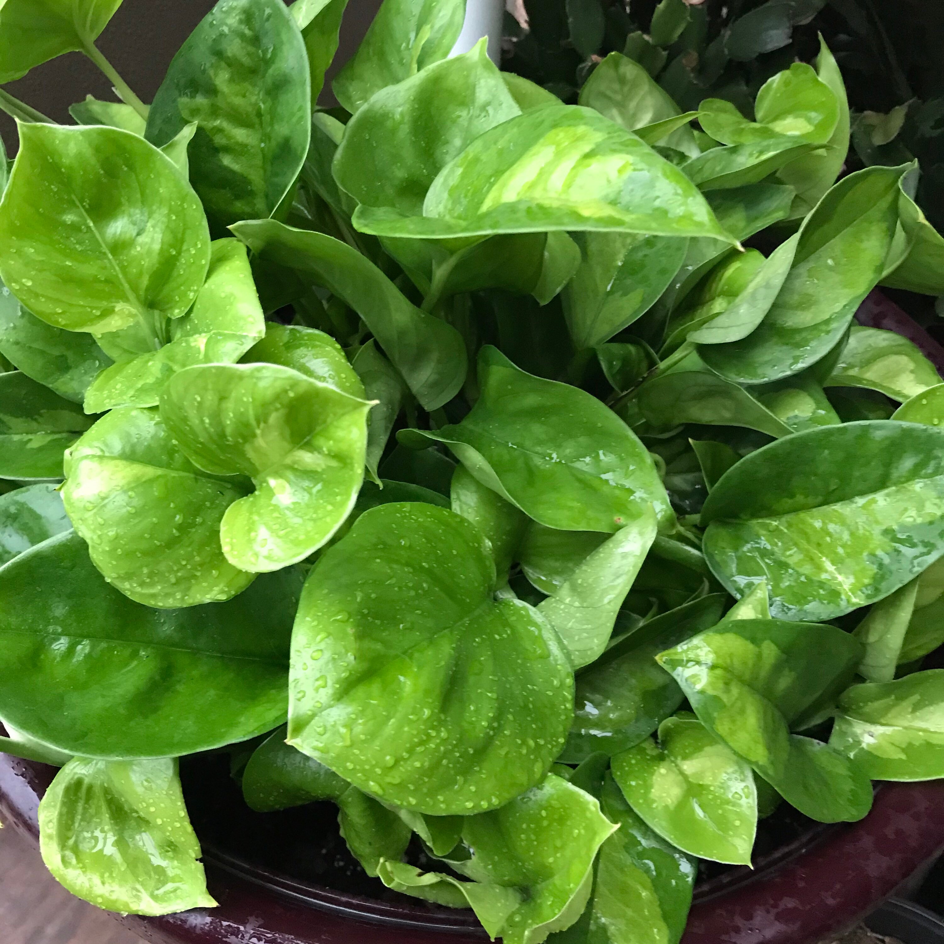 Global green Pothos | Etsy