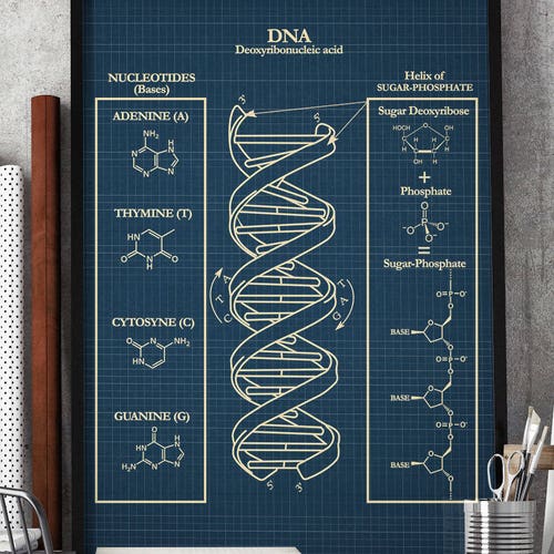 DNA Wall Art Posterbiology Student Gift Classroom Art | Etsy