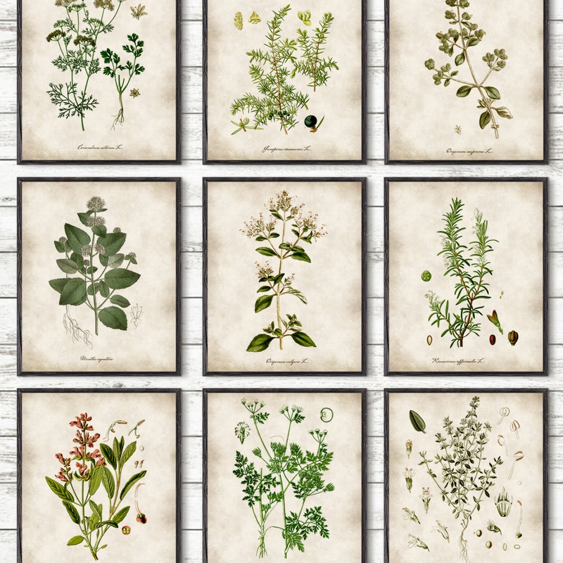 Kitchen Herbs - Etsy