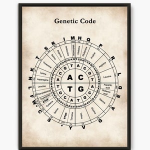 Genetic Code, Science Poster, Gift for Scientist, Medical Art, Biology ...