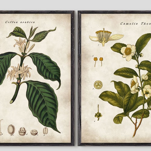 Tea Plant Print Tea Poster Tea Wall Art Kitchen Poster Tea | Etsy