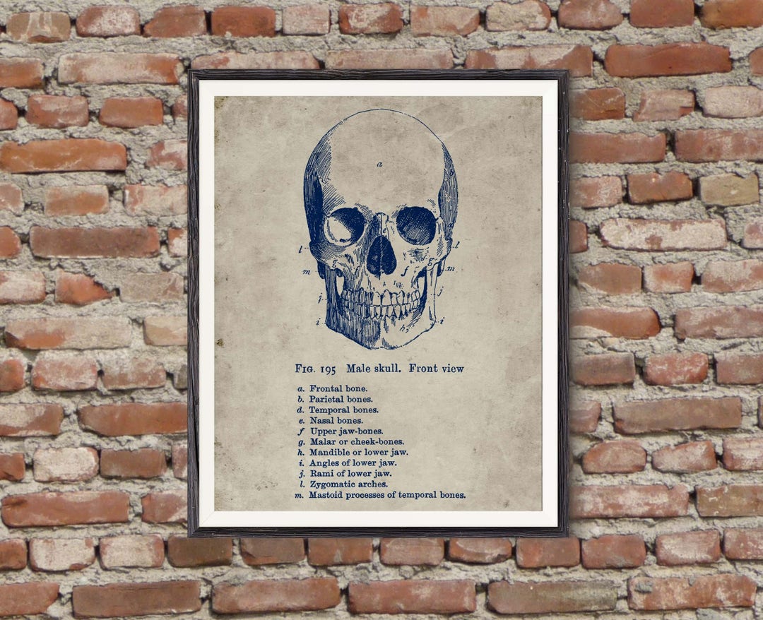 Skull Poster, Skull Wall Art,human Anatomy, Gift for Doctor, Husband ...