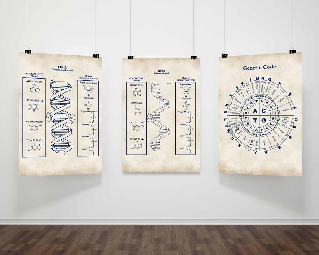 Dna Wall Art, Set of 3,dna Molecule, Rna Molecule, Science Art, Medical ...