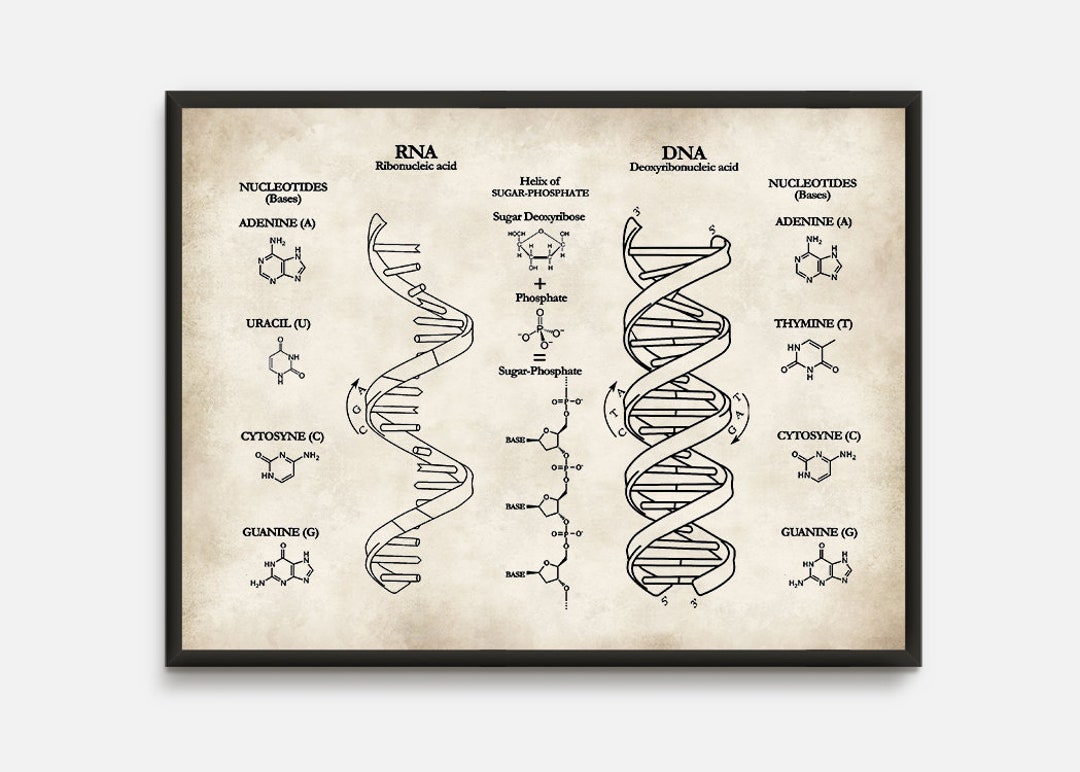 DNA RNA Print: Biological Science Poster, Nerd Art - Etsy