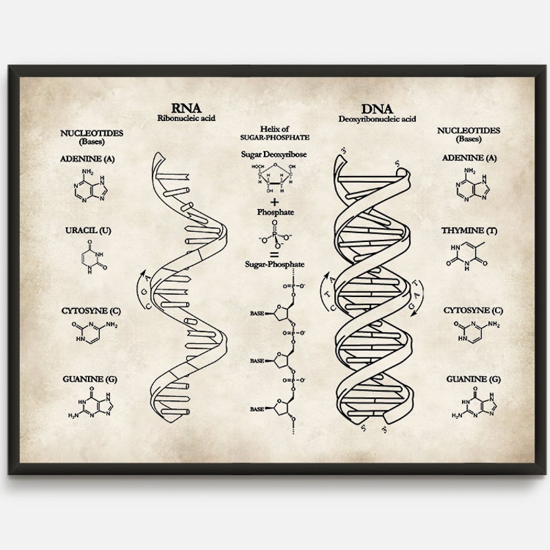 Science Poster - Etsy