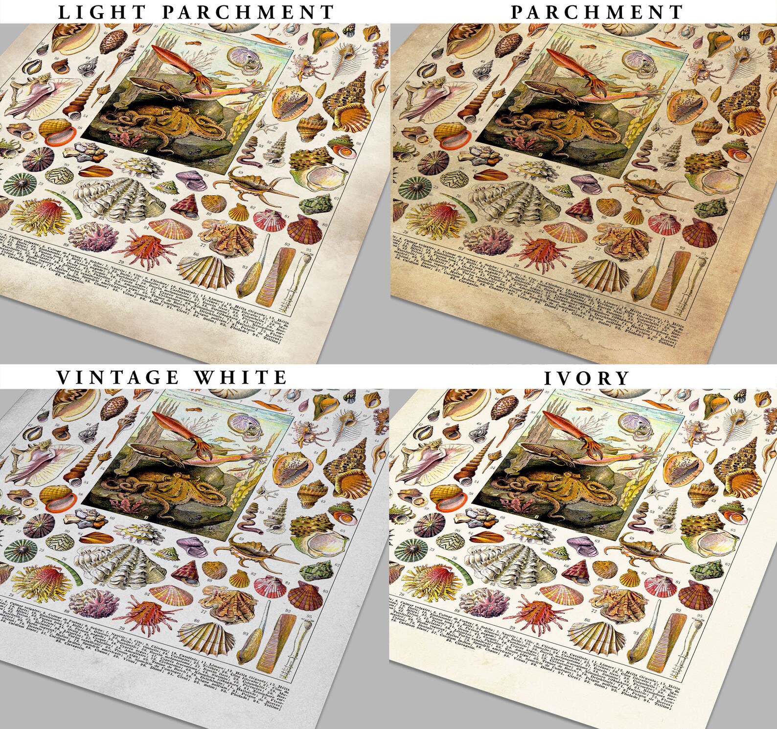 Shellfish Art Nautical Poster Seashel Print Marine - Etsy