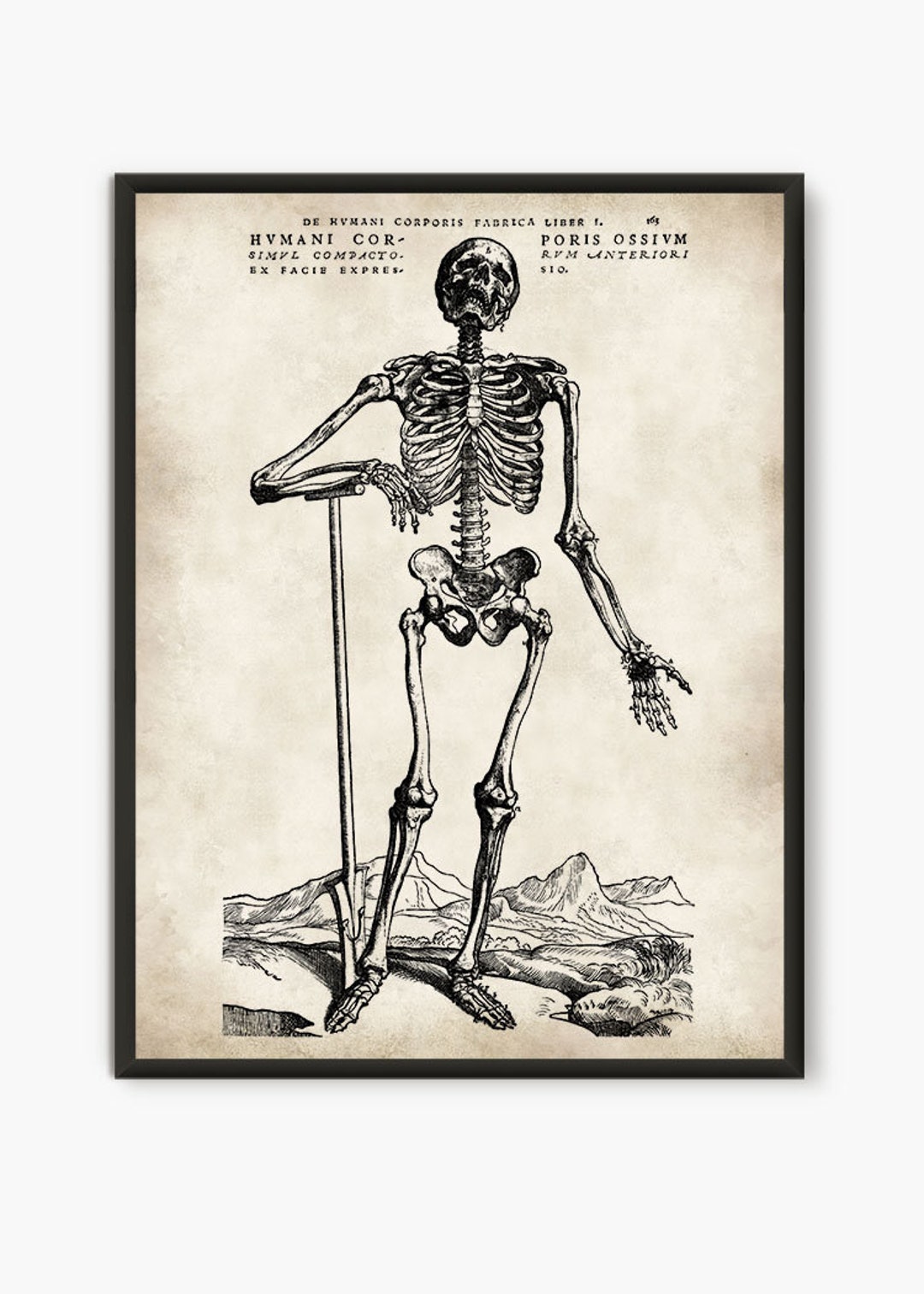 Vintage Anatomy Skeleton Poster Gothic Dark Academia Wall Art Human ...