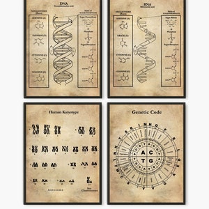 Dna Wall Art, Set of 4,dna Molecule, Rna Molecule, Science Art, Medical ...
