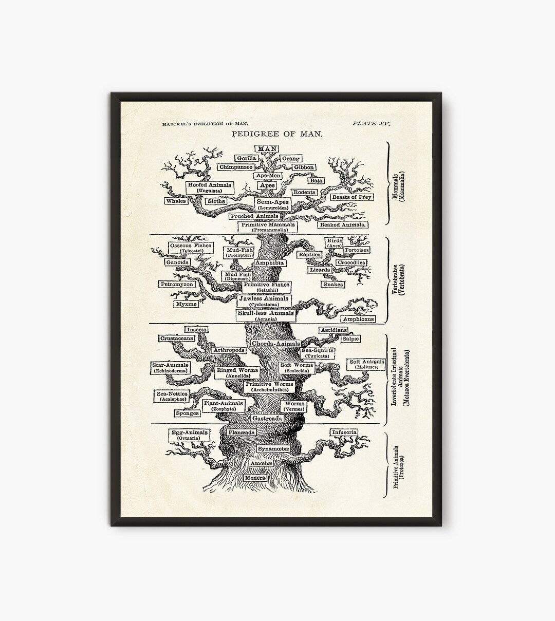 Tree of Life , Ernst Haeckel Scientific Illustration, Natural Science ...