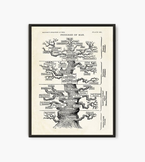 Tree of Life Ernst Haeckel Scientific Illustration Natural - Etsy