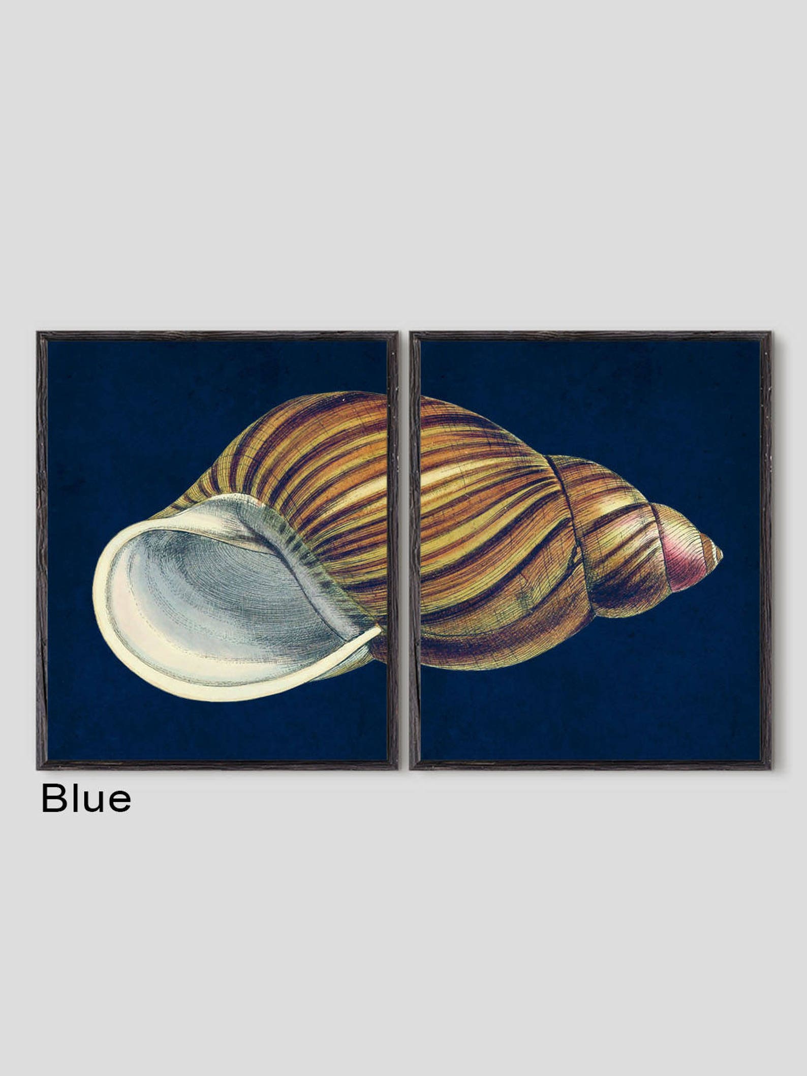 Nautical Poster Sea Shell Set of 2 Prints Blue Nautical - Etsy