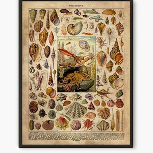 Shellfish Art Nautical Poster Seashel Print Marine - Etsy
