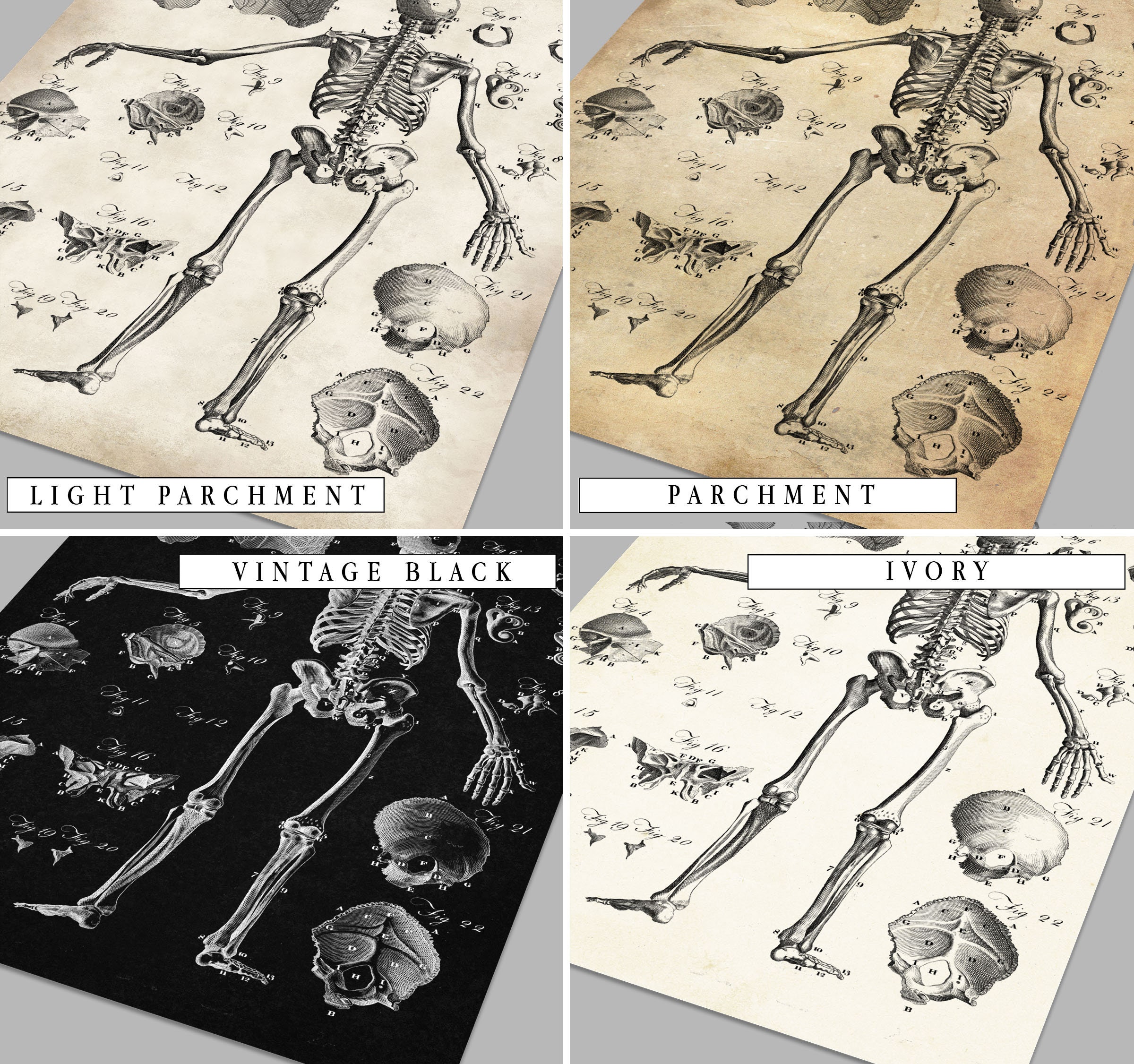 Anatomy print Human skeleton Spinal poster Gift for doctor | Etsy