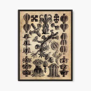 Ernst Haeckel Scientific Illustration, Natural Science Print, Gorgonida ...
