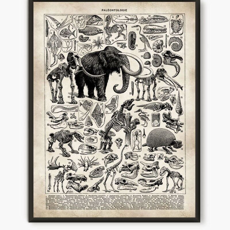 Dinosaur Posters - Etsy