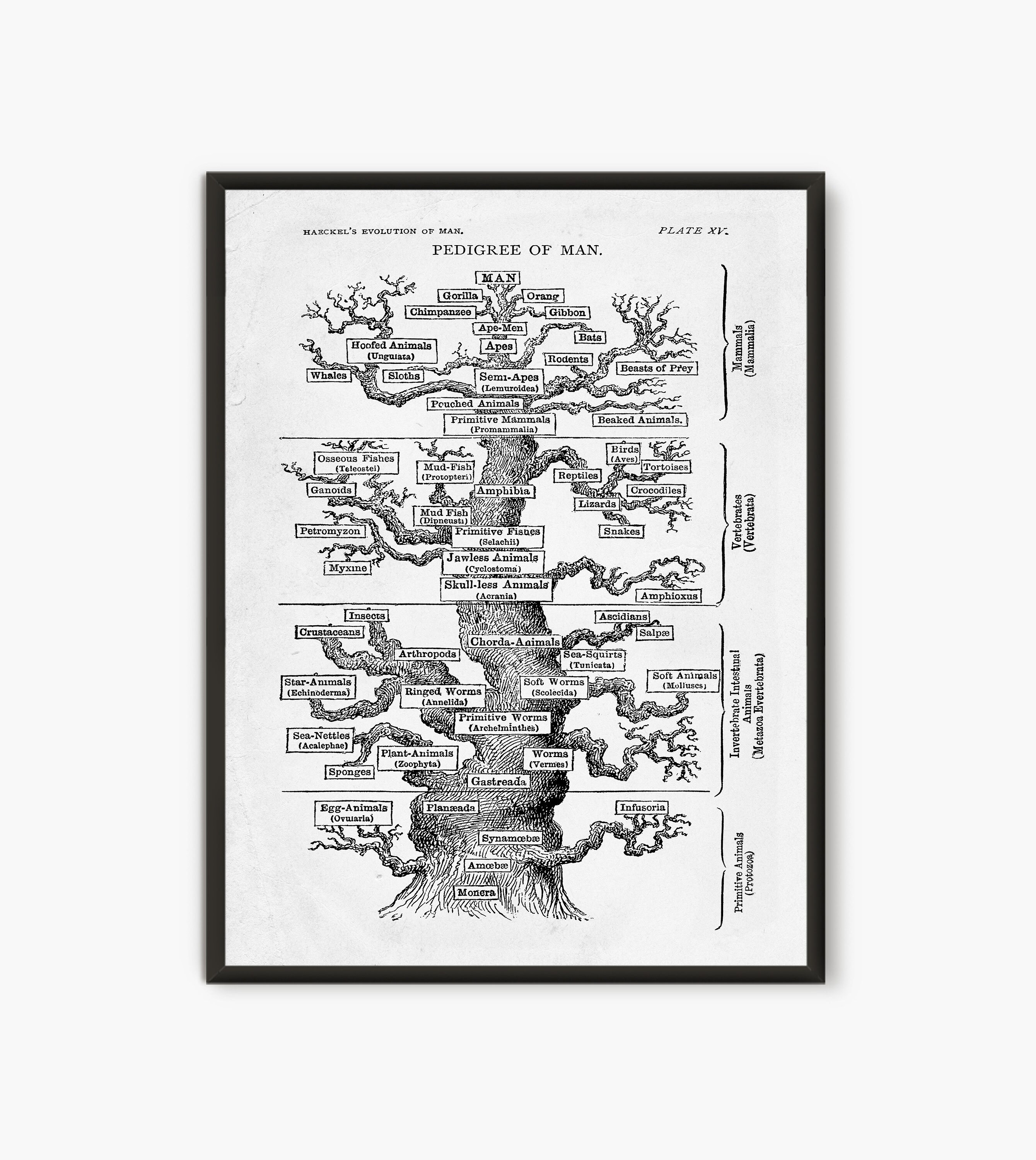 Tree of Life Ernst Haeckel Scientific Illustration Natural - Etsy
