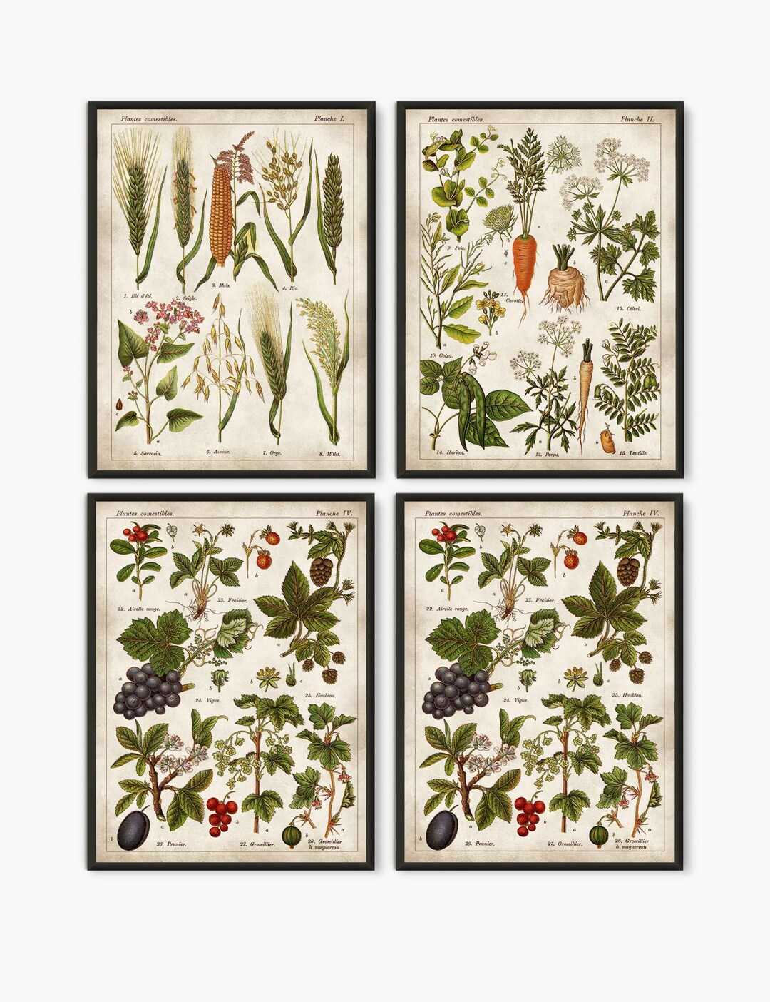 Edible Plants Old Book Pages Edible Poster Antique French Plate Rustic ...