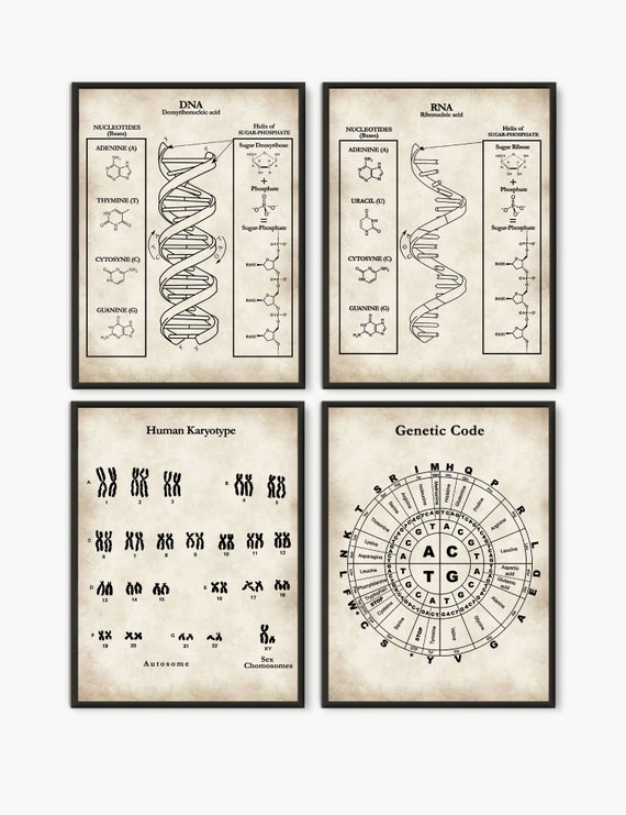 Dna Wall Art Set of 4dna Molecule Rna Molecule Science - Etsy