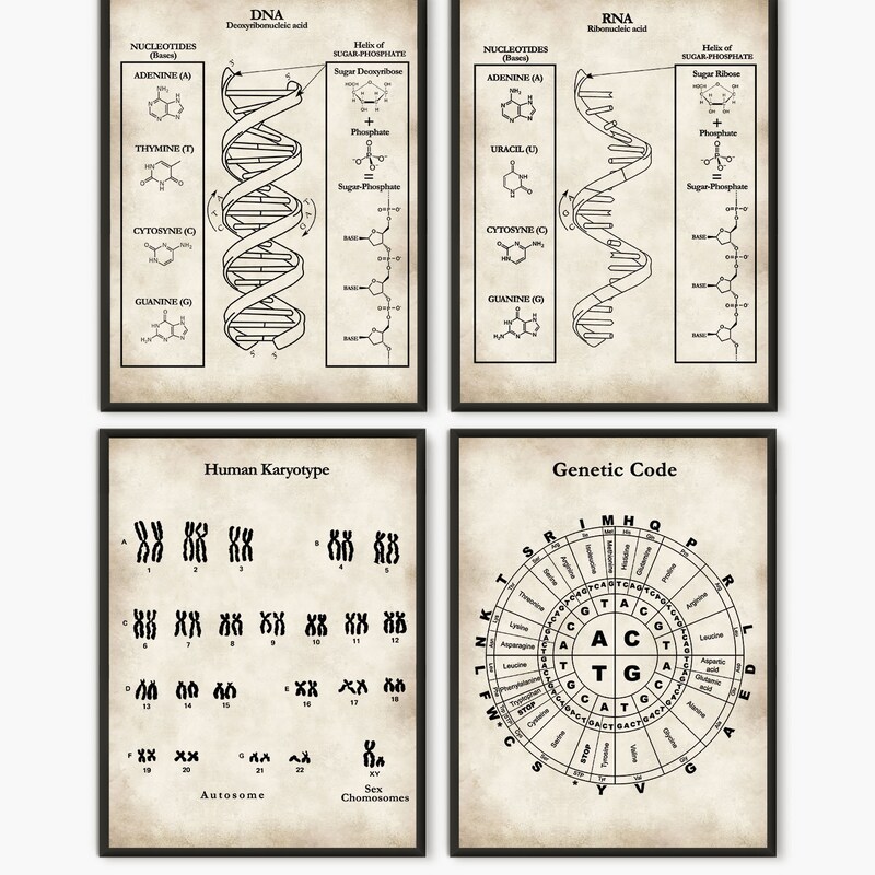 Biology Poster - Etsy