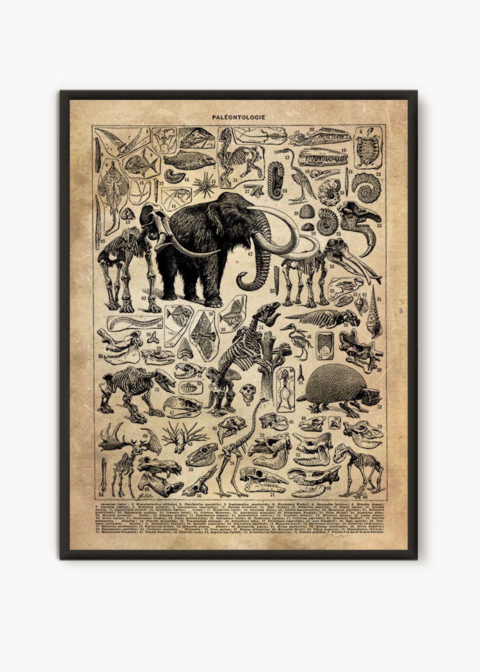 Paleontology Art Larousse Old Book dinosaur Poster | Etsy