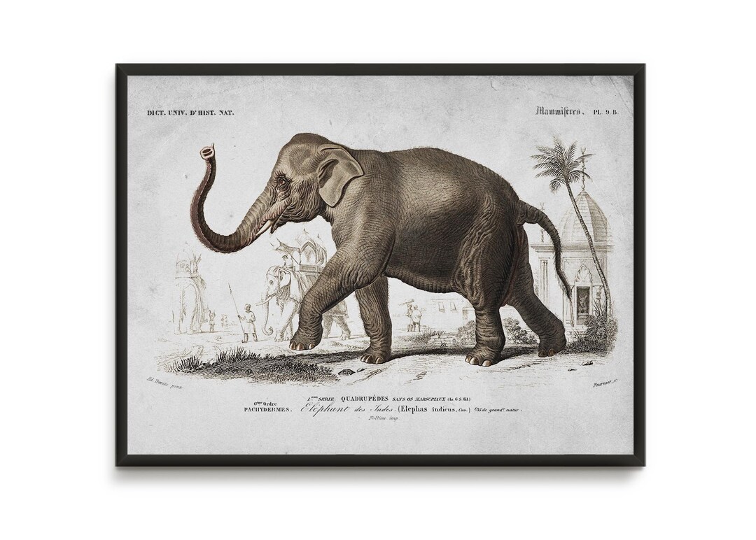 Indian Elephant Print, Wall Art Poster, Elephant Print 136 - Etsy
