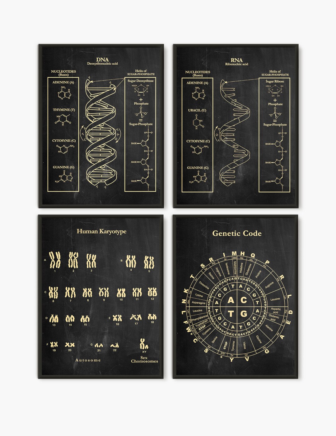 DNA Print Art, Science Art, Human DNA, Set of 4 Prints, Biology Print ...