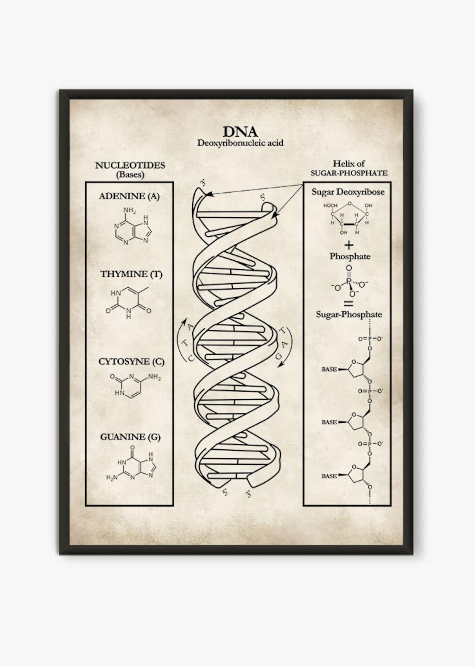 DNA Wall Art Poster Biology Student Gift Classroom Art Poster - Etsy