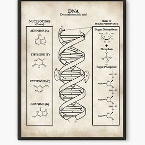 DNA Wall Art Poster Biology Student Gift Classroom Art Poster - Etsy