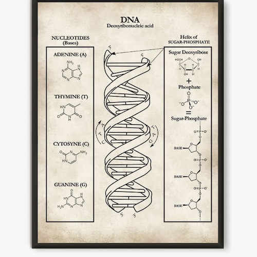 DNA Wall Art Posterbiology Student Gift Classroom Art - Etsy