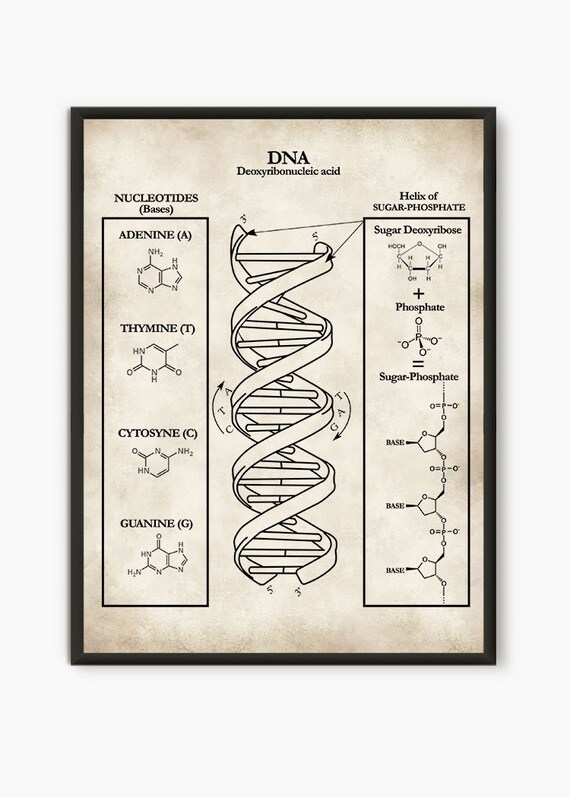 DNA Wall Art Posterbiology Student Gift Classroom Art | Etsy