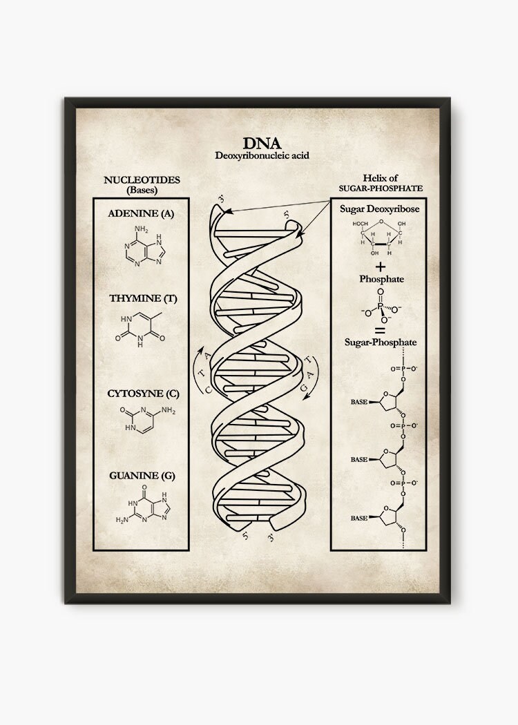 DNA Wall Art Posterbiology Student Gift Classroom Art - Etsy