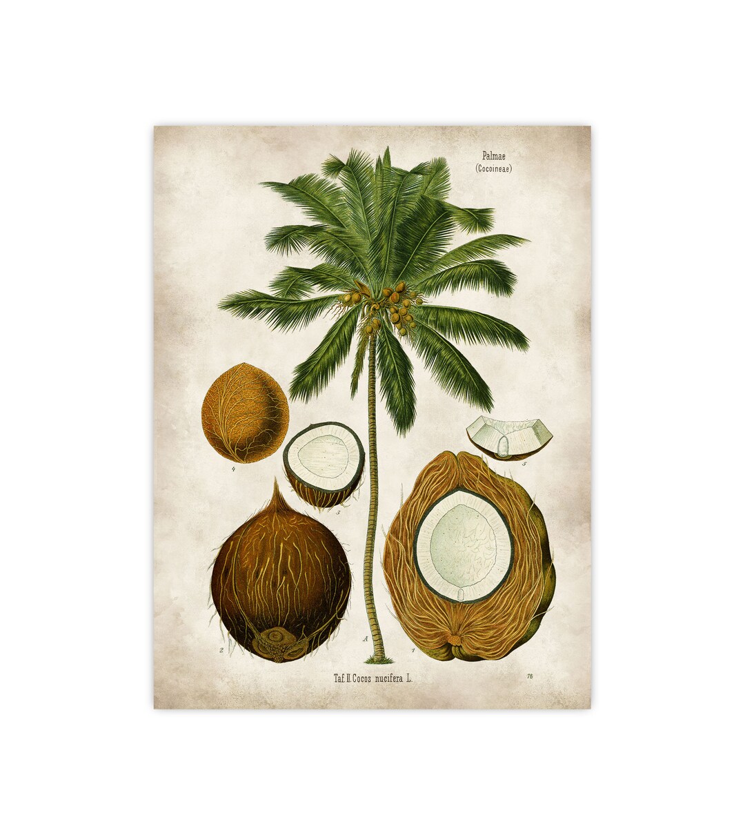 Vintage Coconut Tree Botanical Print Antique Illustration Tropical Tree ...
