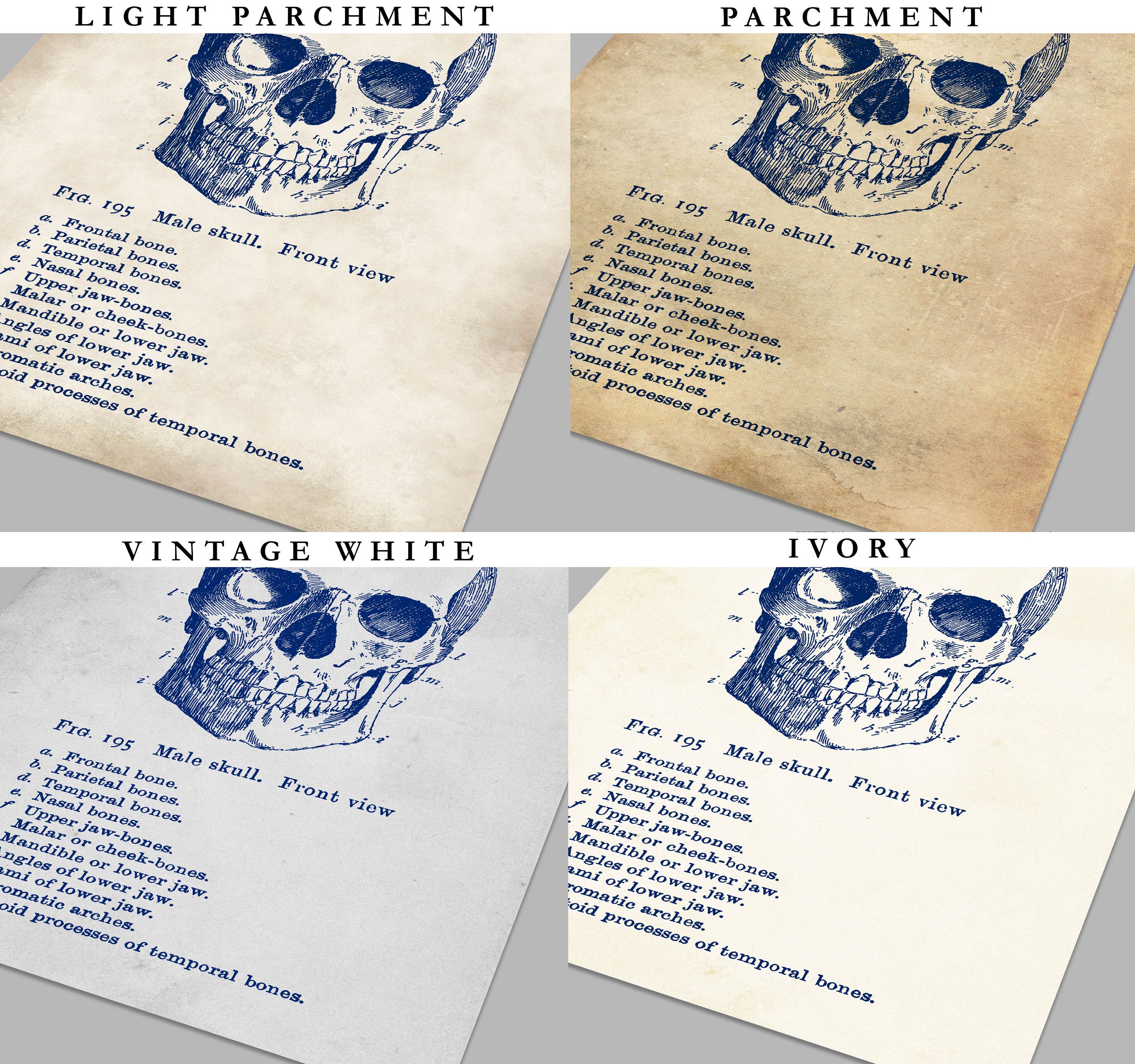 Skull Poster Skull Wall Arthuman Anatomy Gift for Doctor - Etsy