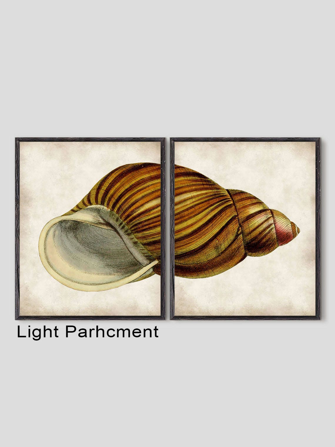 Nautical Poster Sea Shell Set of 2 Prints Blue Nautical - Etsy