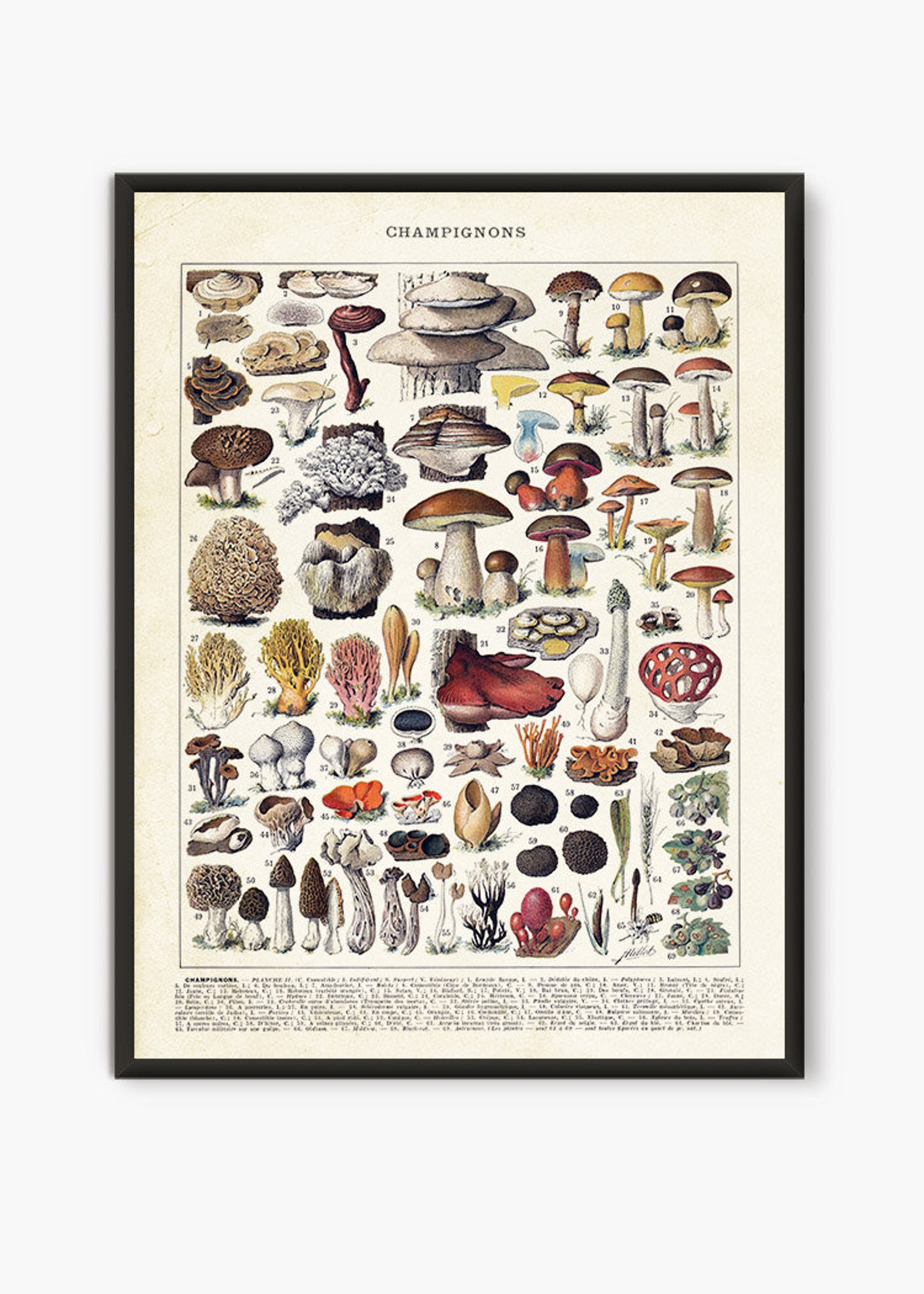 Mushroom Print Kitchen Posters Fungus Art Vintage Art - Etsy